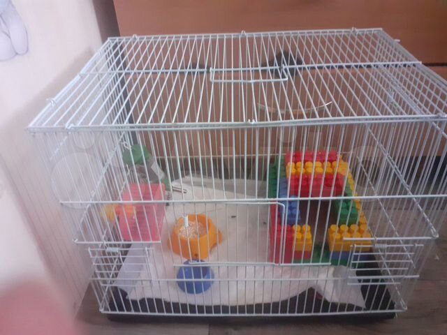 Молодая крыса,мальчик вместе с клеткой