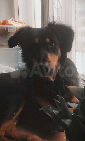 Шотландский сеттер (метис) в добрые руки