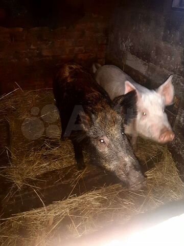 Дикий кабанчик