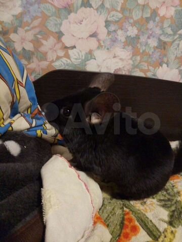 Шиншилла мальчик